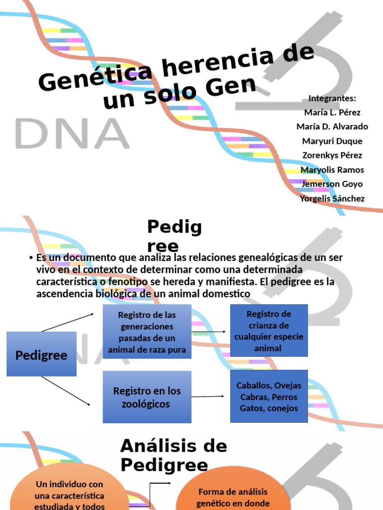 Genética Herencia de Un Solo Gen | PDF | Dominancia (Genética) | Alelo