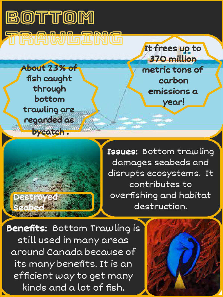 Bottom Trawling Infographic-Ali | PDF