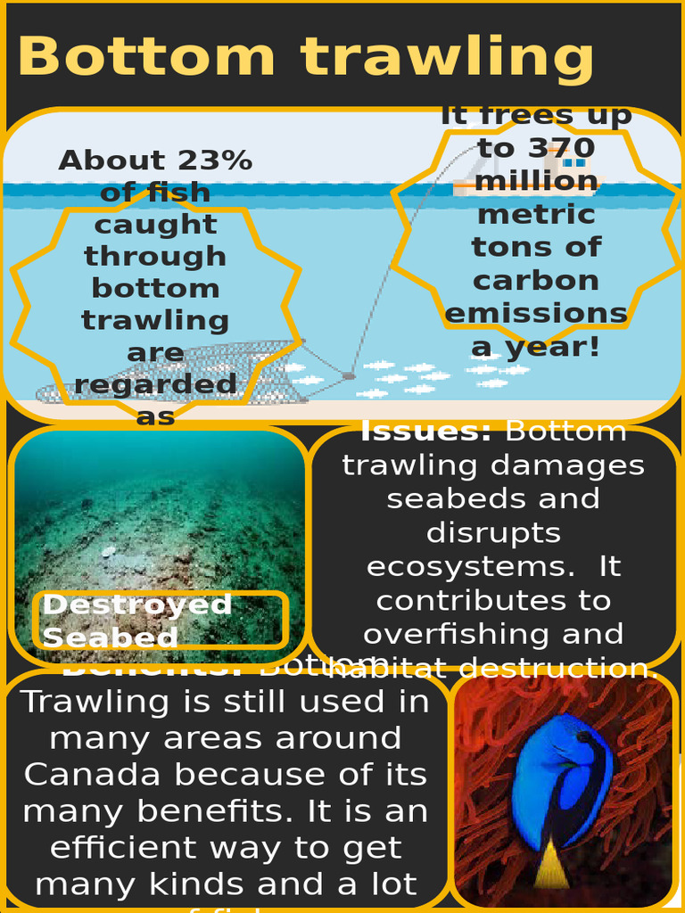 Bottom Trawling Infographic-Ali | PDF