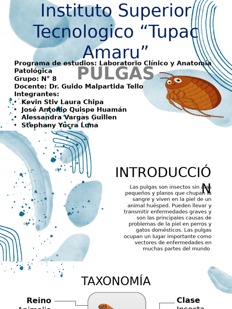 PULGAS | PDF | Crisálida