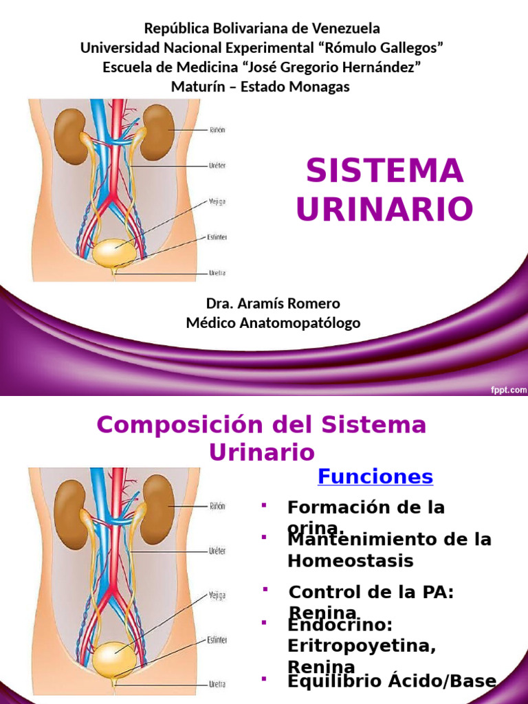 Aparato Urinario | PDF | Riñón | Sistema urinario