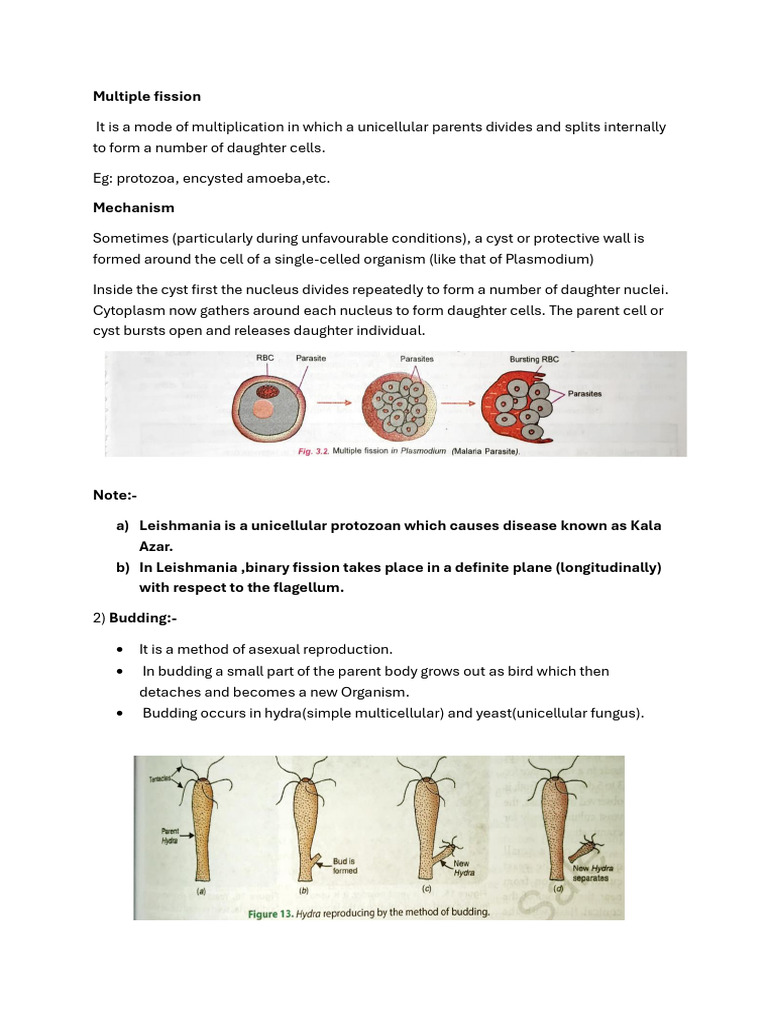 Reproduction Notes Class 10 | PDF | Seed | Fertilisation