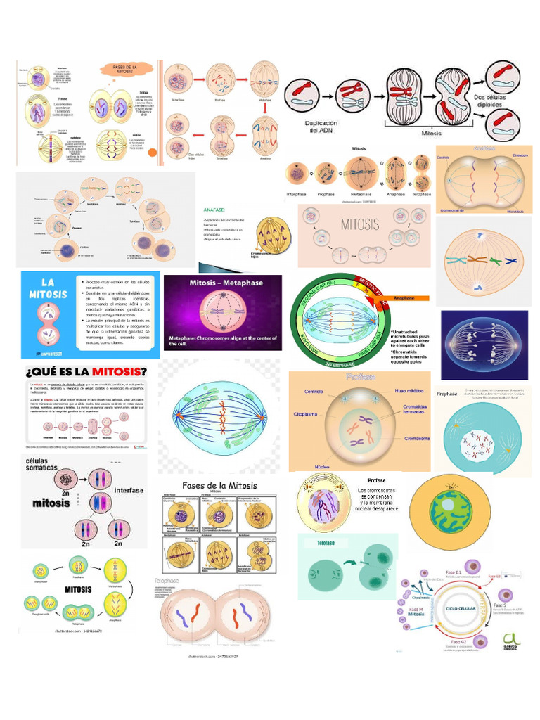 Mitosis | PDF
