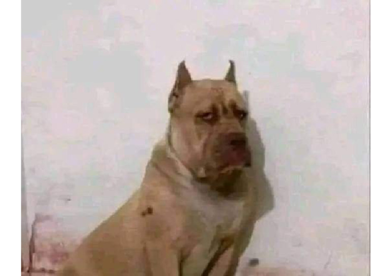 Perro Mamon Alv | PDF