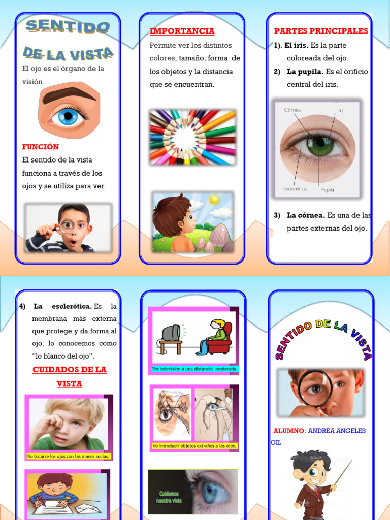 Estructura y Función del Ojo Humano | PDF