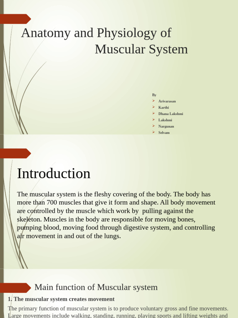 Anatomy and Physiology of Muscular System | PDF | Arm | Anatomical ...