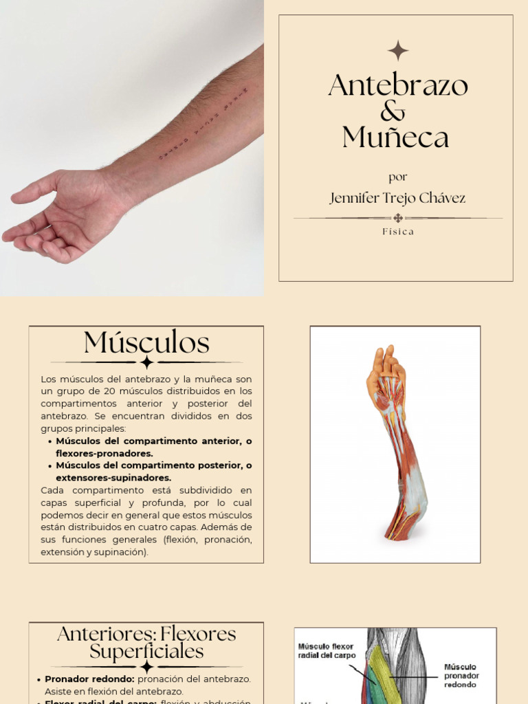 Anatomía del Antebrazo y Muñeca | PDF | Mano | Sistema musculoesquelético