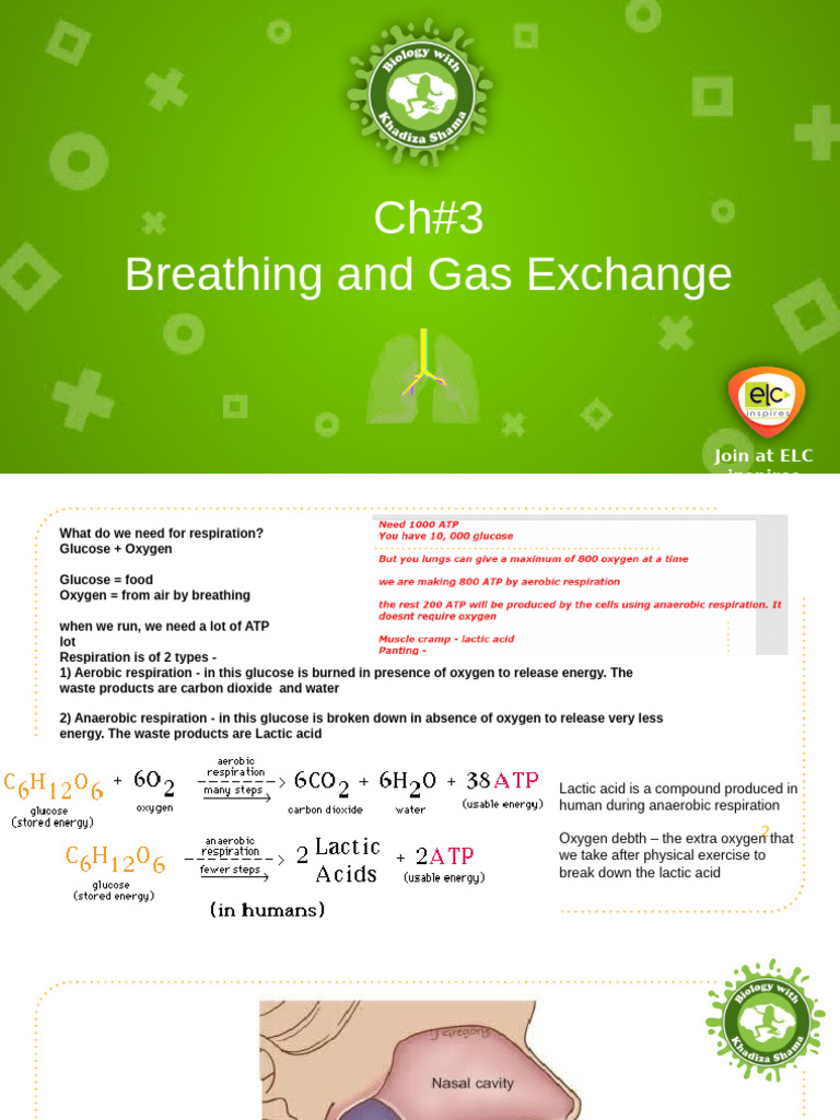 Ch3 Breathing and Gas Exchange | PDF