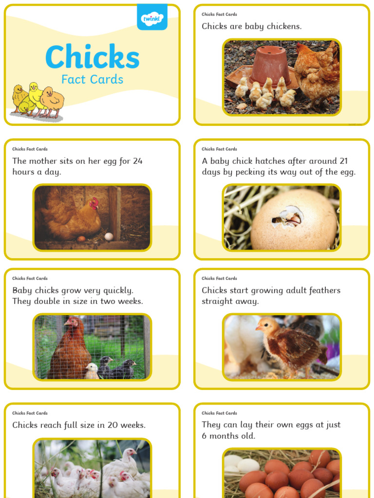T TP 1650353206 Chicks Fact Cards - Ver - 1 | PDF