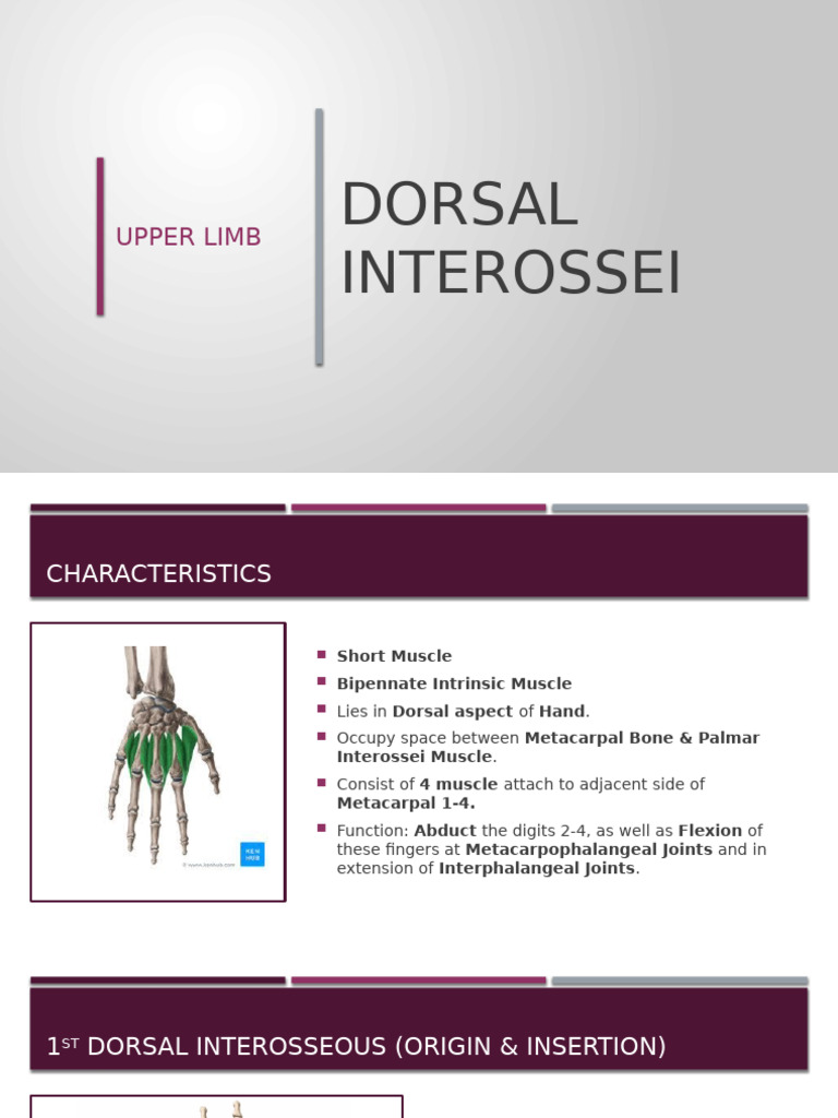 Dorsal Interossei (Complete) | PDF | Hand | Thumb