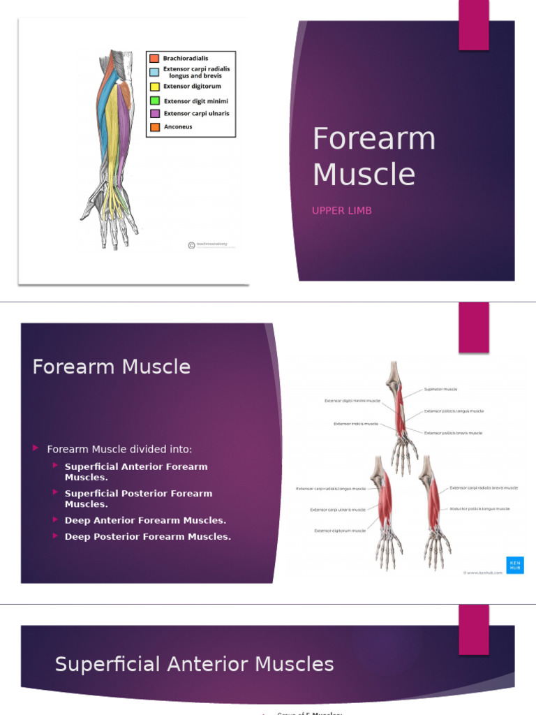 Forearm Muscle (Complete) | PDF | Thumb | Hand