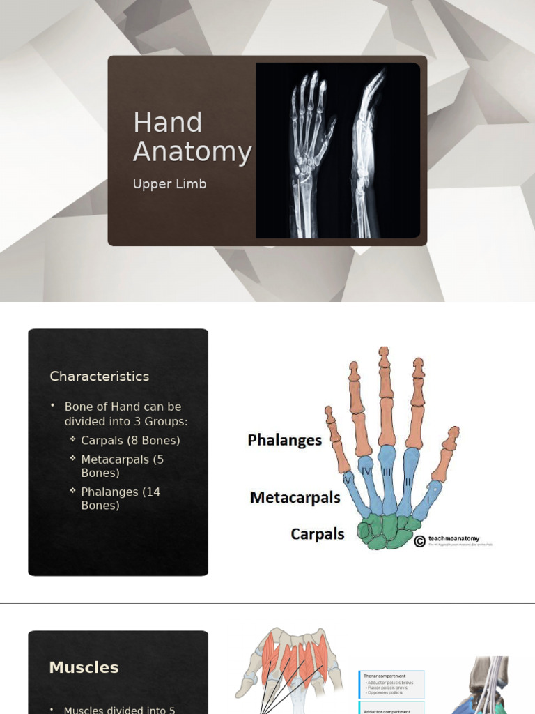 Hand Anatomy (Completed) | PDF | Thumb | Hand