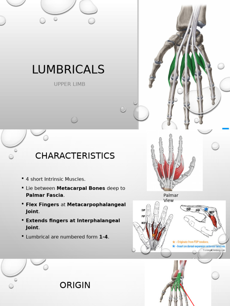 Lumbricals (Completed) | PDF | Social Science | Foreign Language Studies