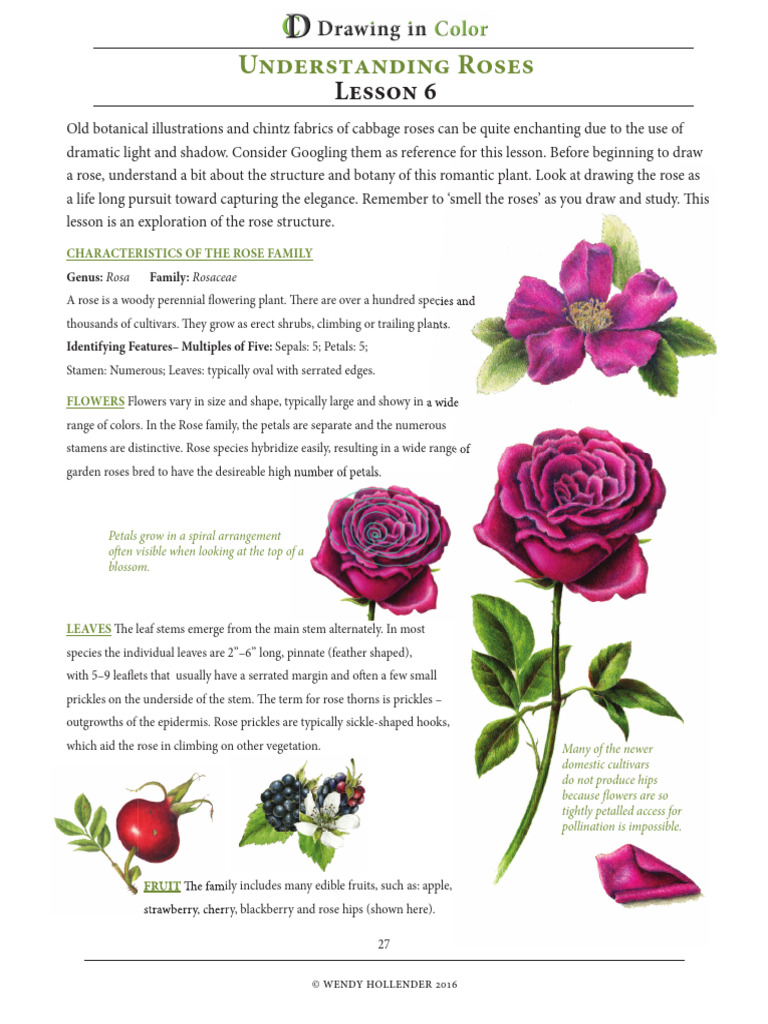 POBD_2017_Lesson6 | PDF | Rose | Drawing