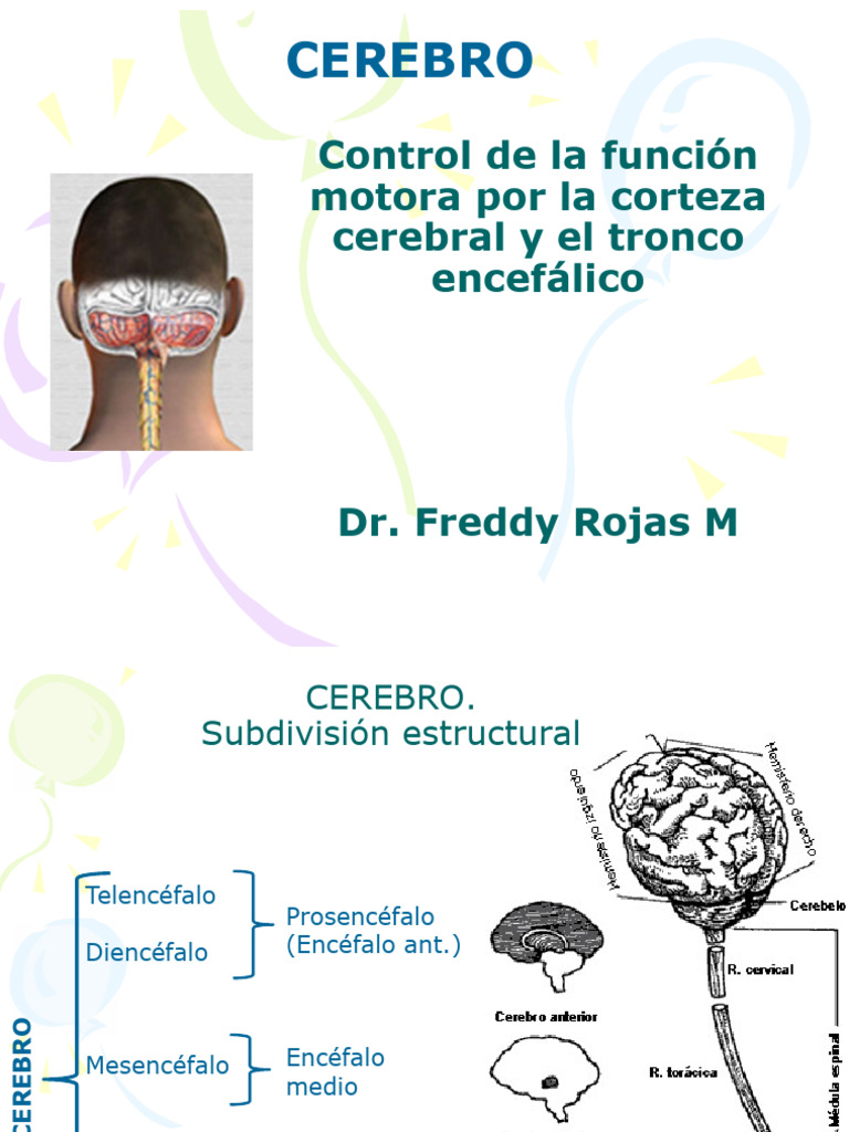 Neuro 2 | PDF | Cerebro | Órgano (anatomía)