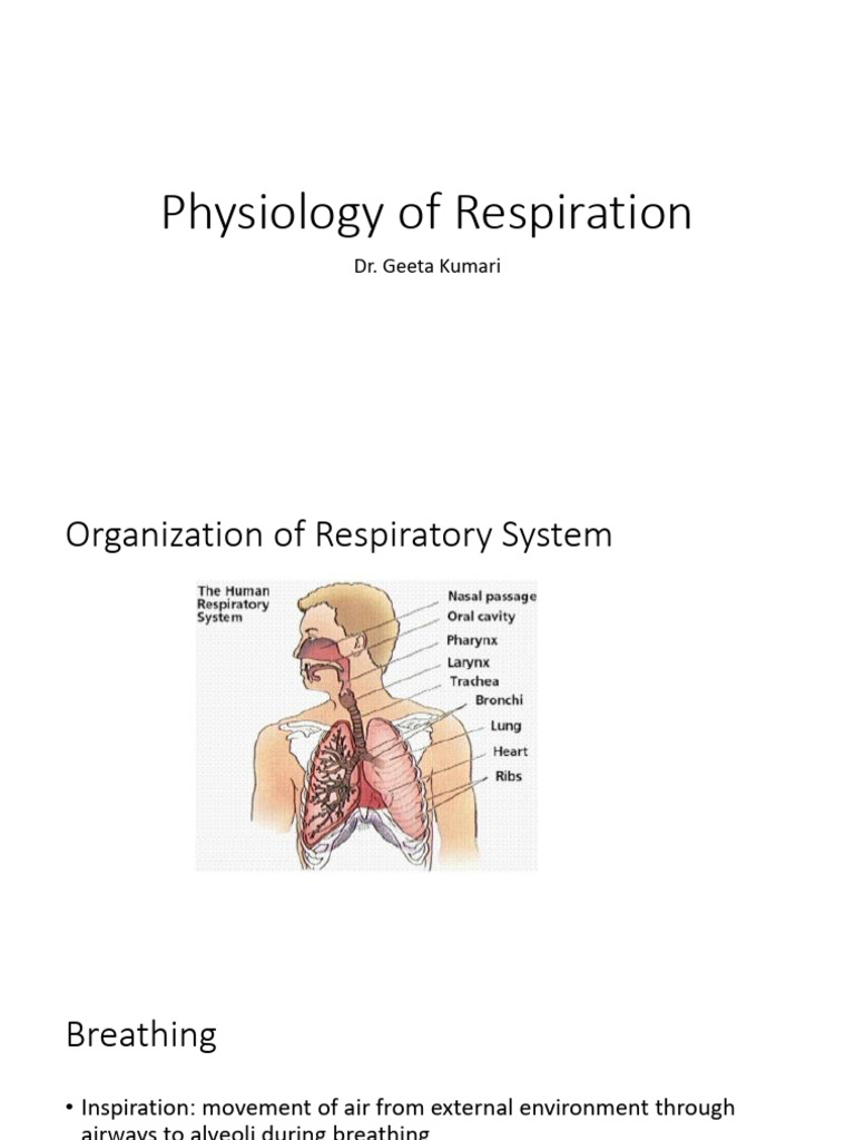 Respiration Physiology | PDF | Respiratory System | Breathing