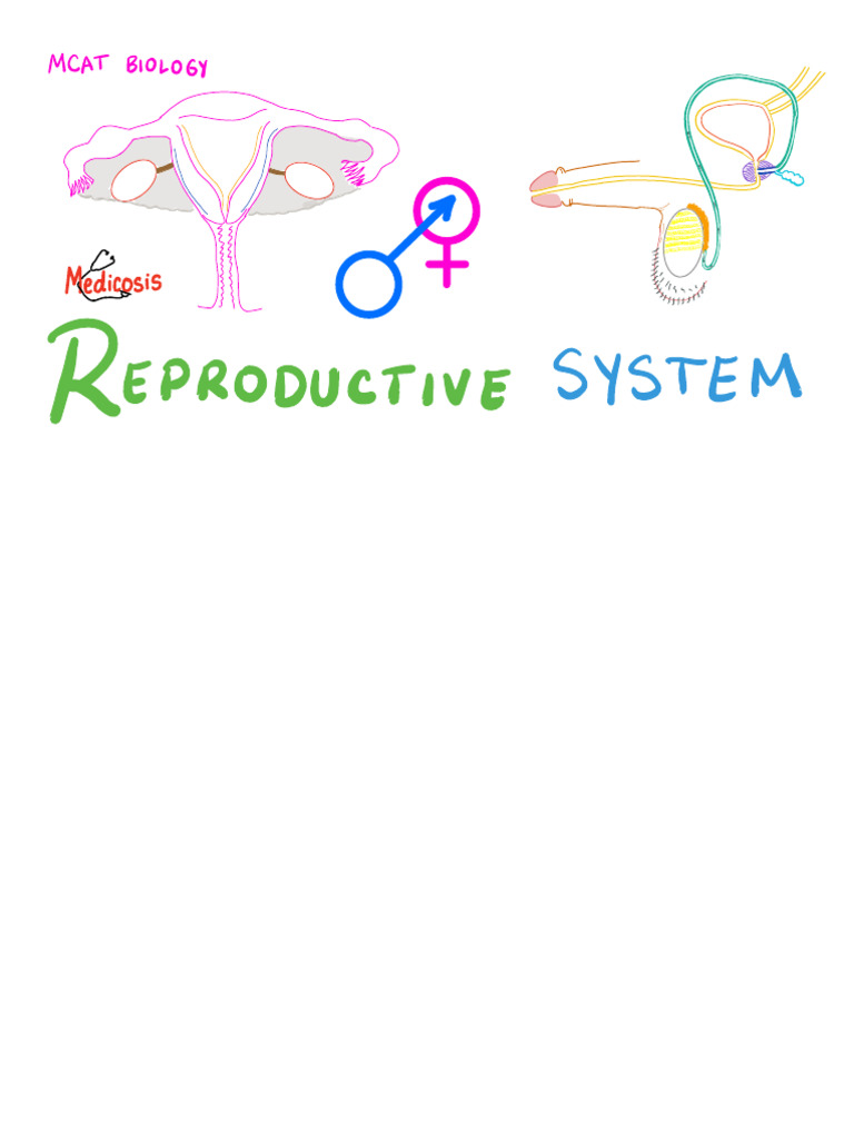 Reproductive System | PDF | Ploidy | Meiosis