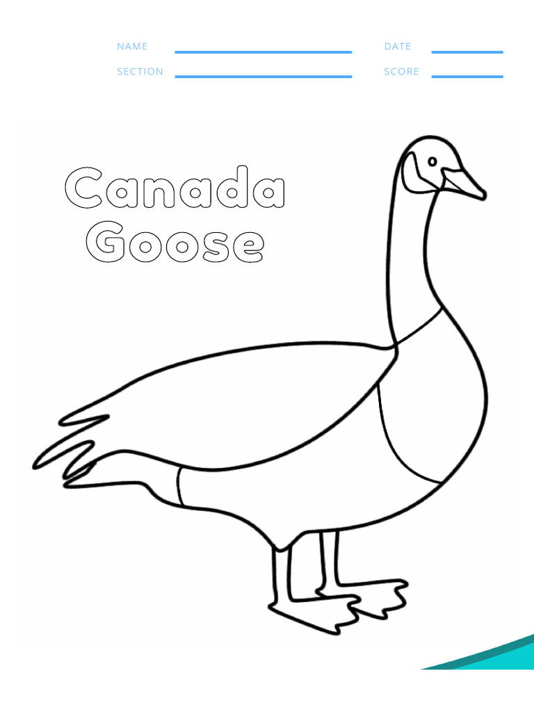 Bird Coloring Pages For Preschoolers | PDF