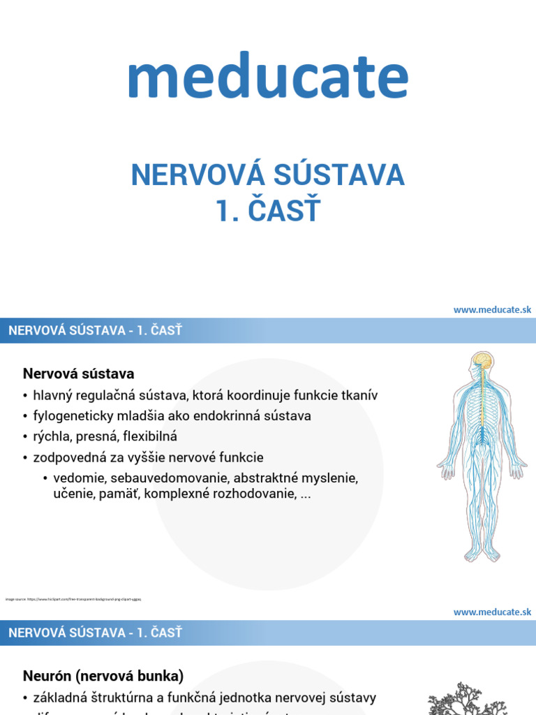 13 Nervova Sustava 1 Cast | PDF