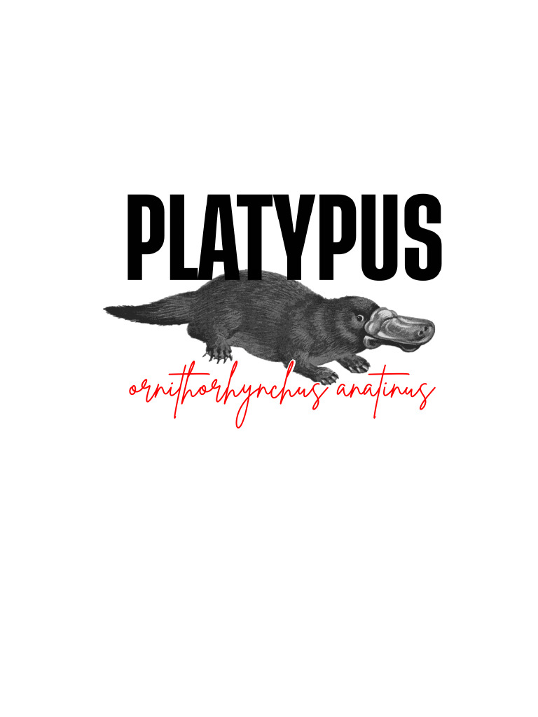 Platypus (Back) PDF | PDF