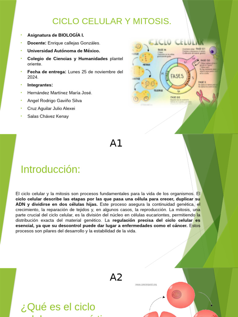 Ciclo Celular y Mitosis: Fundamentos Biológicos | PDF | Mitosis ...