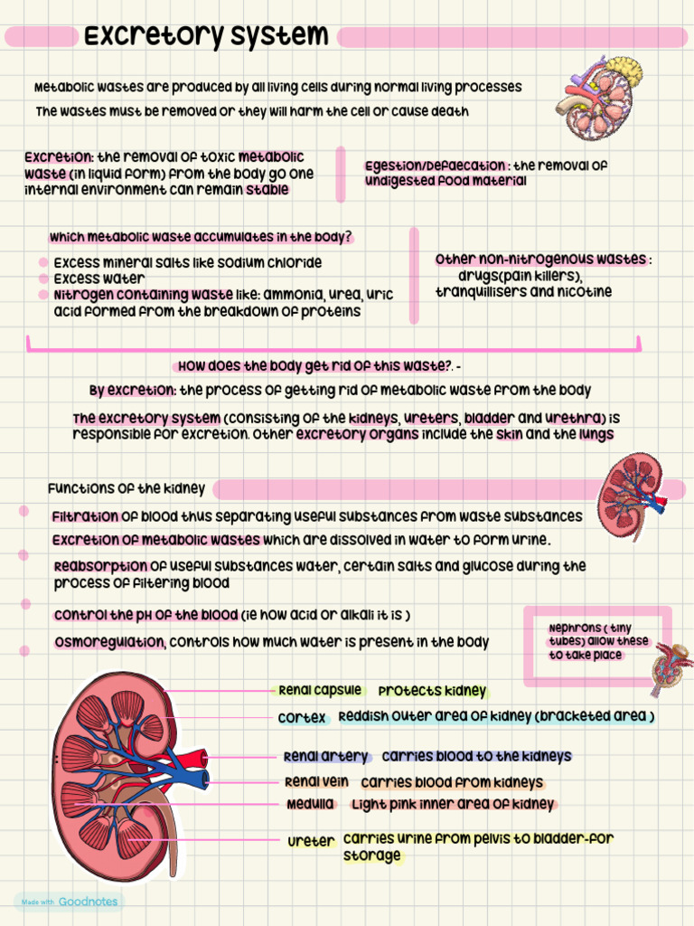Excretory System - Grade Nine | PDF | Kidney | Urine