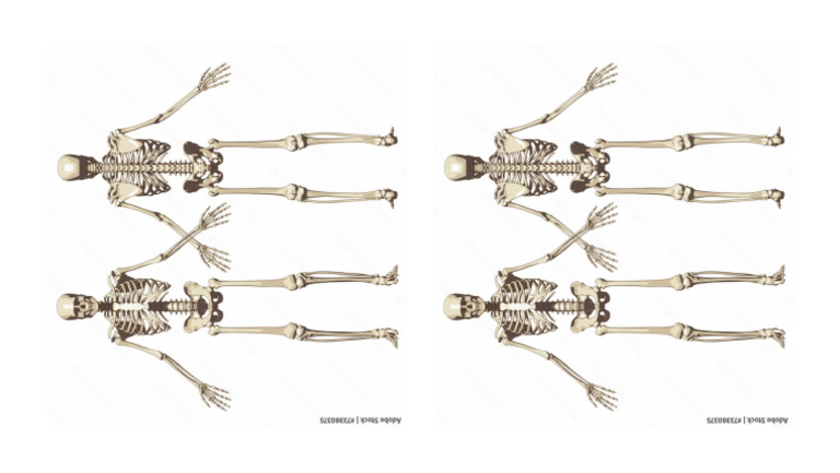 Blank Skeleton | PDF