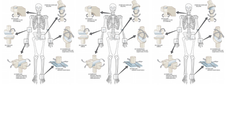 Joint Classifications Skeleton Pdf