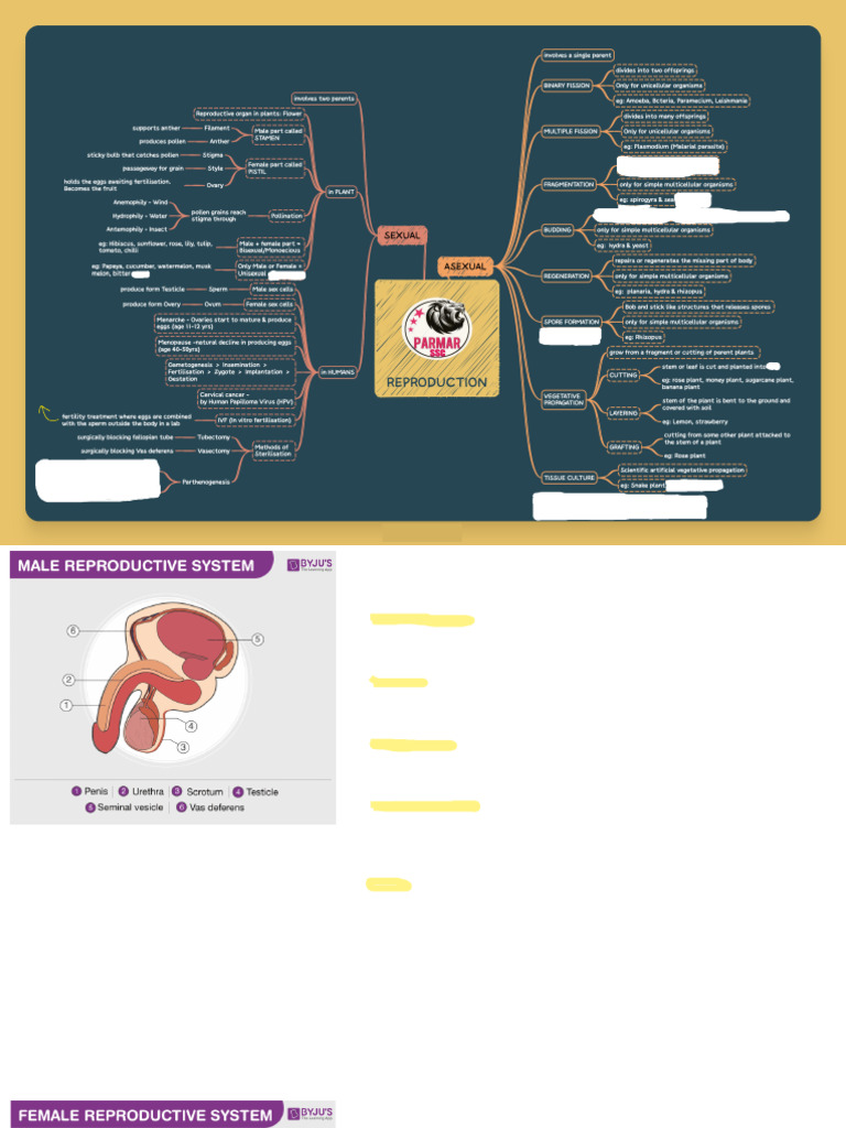 Bio 11 - Reproduction | PDF | Reproductive System | Mammal Reproductive ...