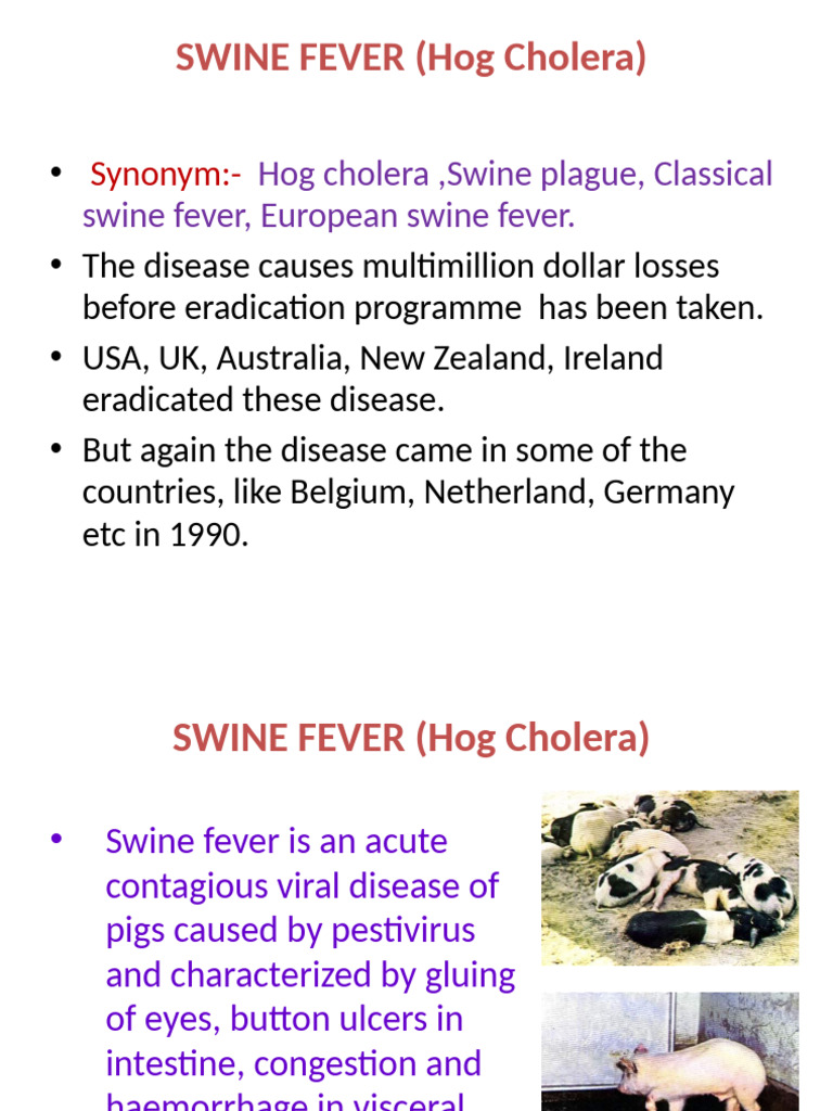 Hog Cholera | PDF | Infection | Virus