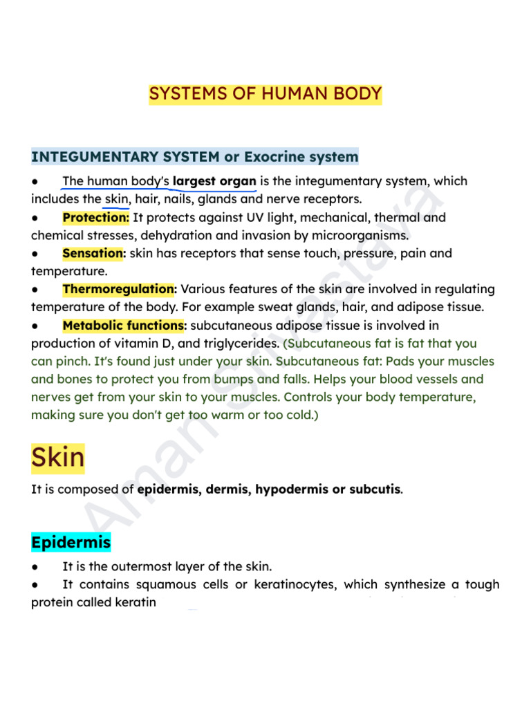 Bio 4 - Systems of Human Body 1 | PDF | Neuron | Skin