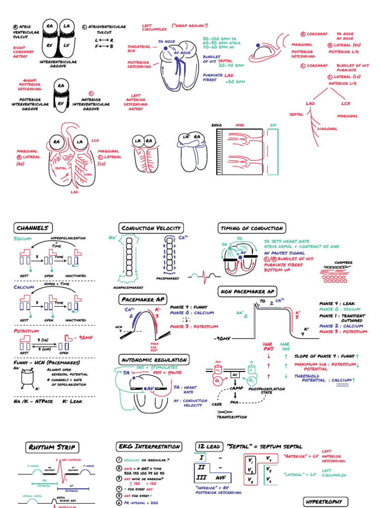 5.c Cardiac - Electricity Whiteboard (Combined) | PDF | Coronary ...