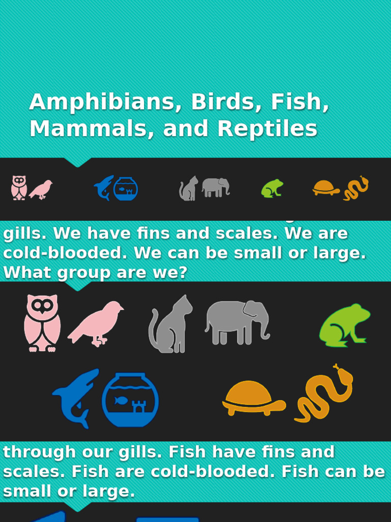 Animal Groups: Characteristics Guide | PDF
