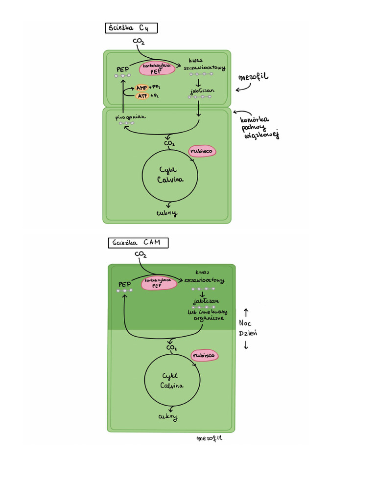 Fotosynteza Inne Teoria | PDF