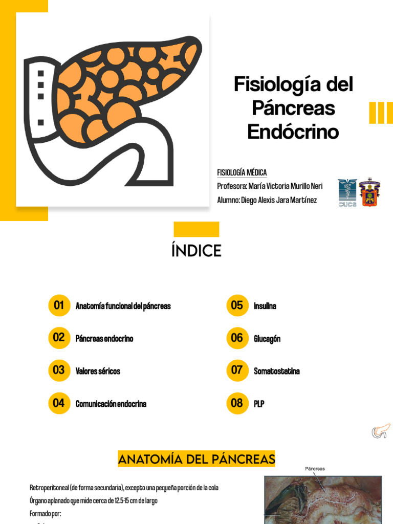 Fisiolog A P Ncreas Endocrino | PDF | Páncreas | Glucógeno