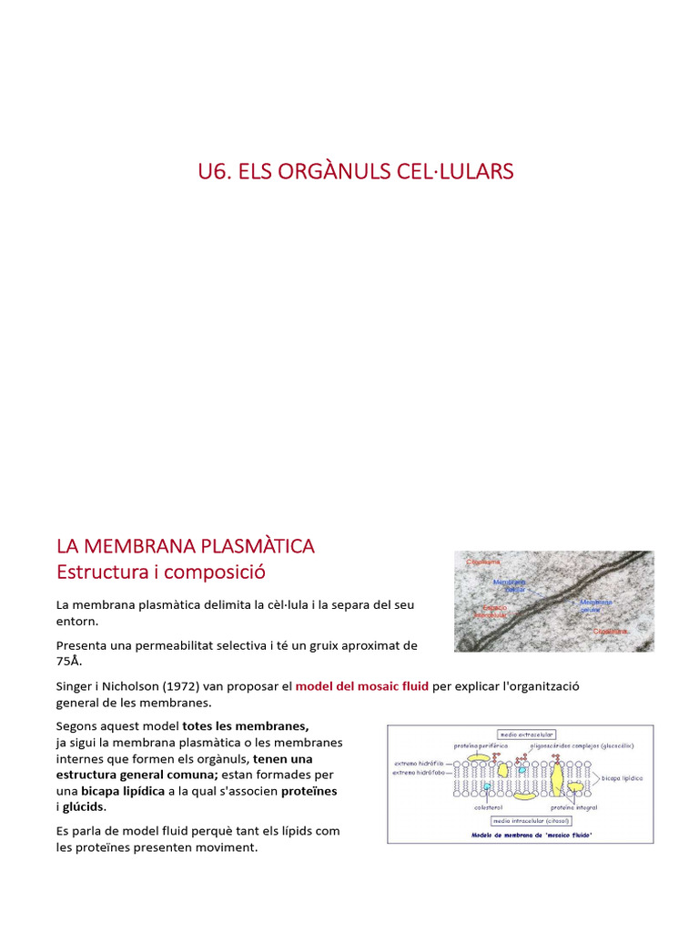 U6. Orgànuls Cel - Lulars 2023-2024 | PDF