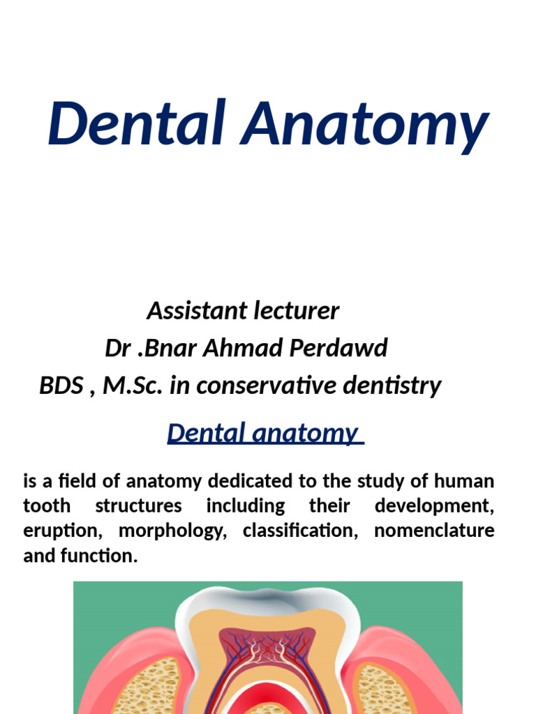 Dental Anatomy 1 | PDF | Human Tooth | Dental Anatomy