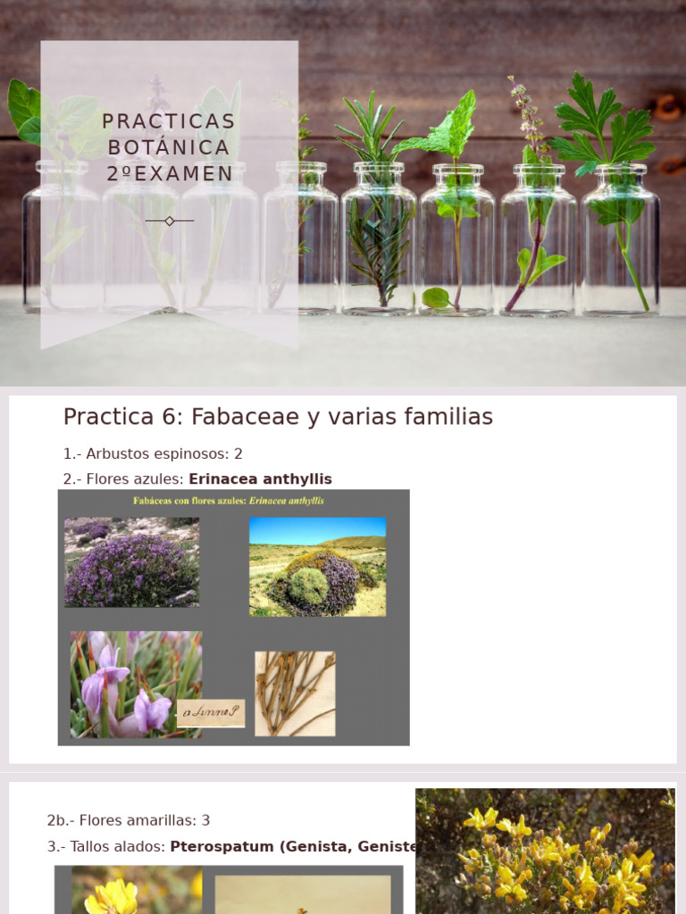Guía de Identificación de Fabaceae y Otras Familias Botánicas | PDF | Plantas | Botánica