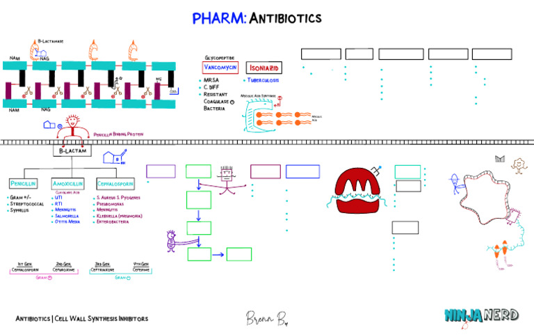 Antibiotic Pharmacology Part 1 Cell Wall Synthesis Inhibitors Key | PDF ...