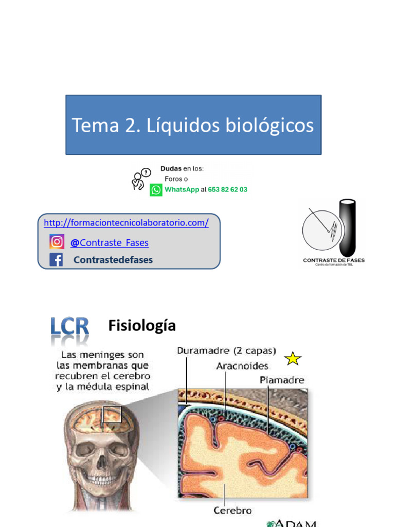 Tema 2 Líquidos Biológicos v3 | PDF | Fluido cerebroespinal | Medicina ...
