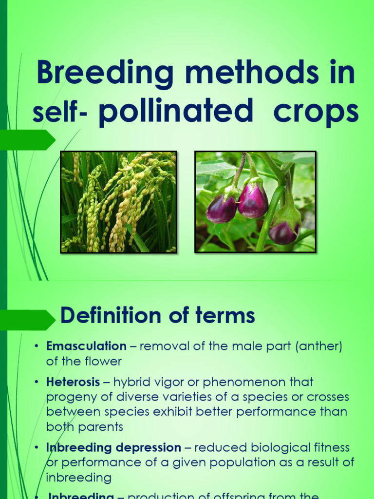 Breeding Methods in Self Pollinated Crops | PDF | Plant Breeding ...