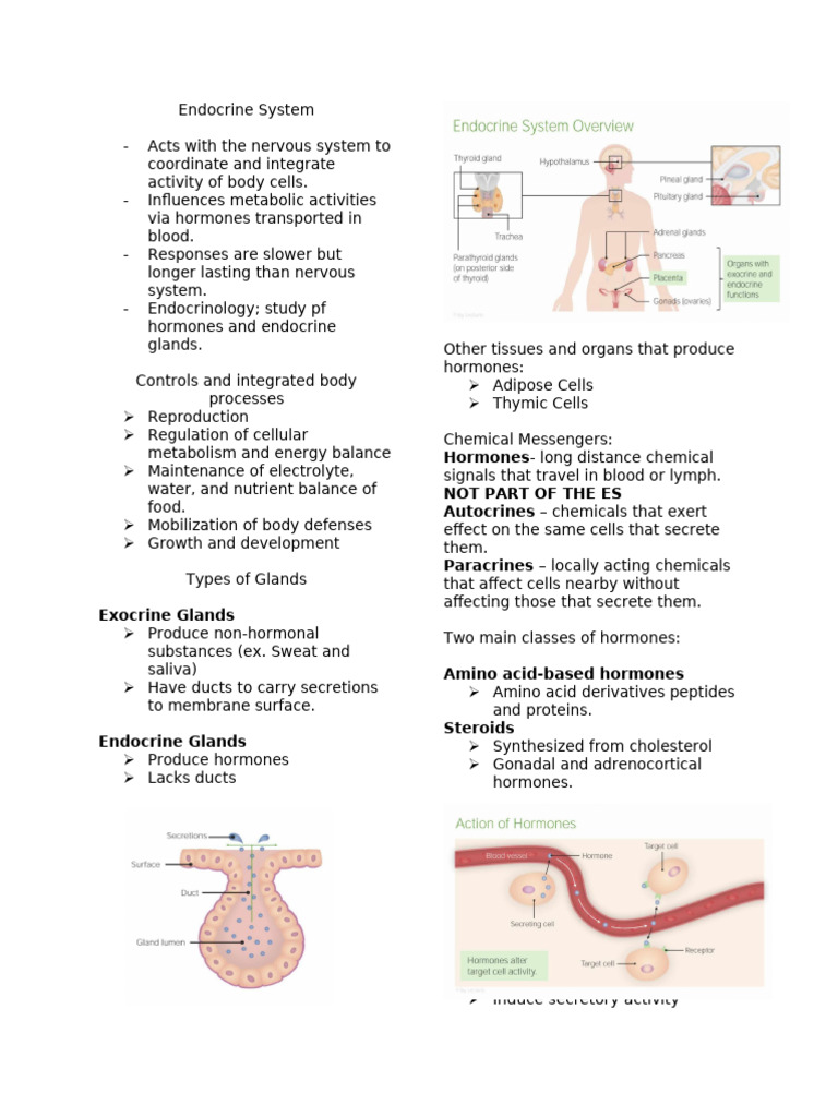 Endocrine System Pdf Hormone Endocrine System