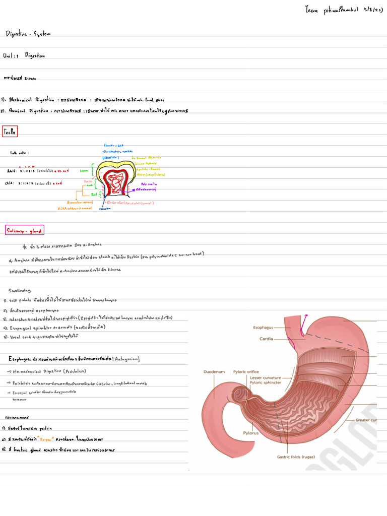 Digestive | PDF