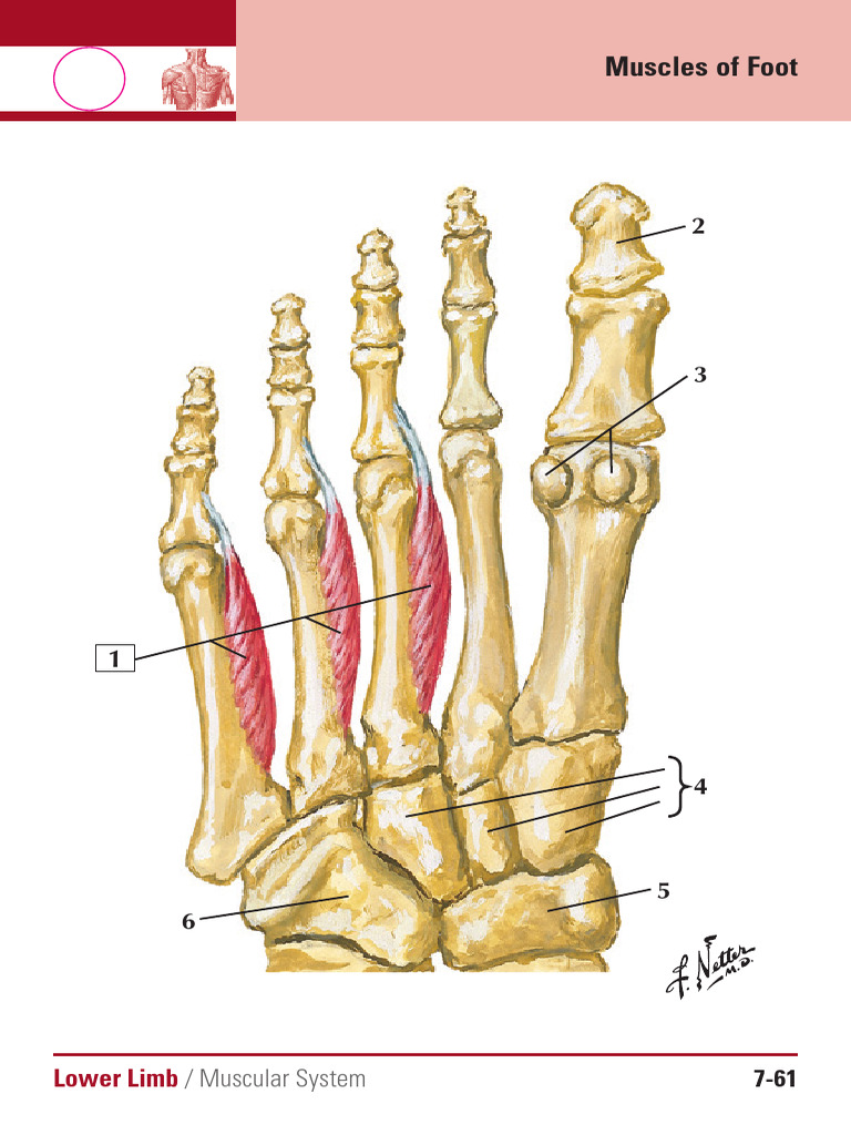 Netter's Anatomy Flash Cards Hansen, John T. - 654 | PDF
