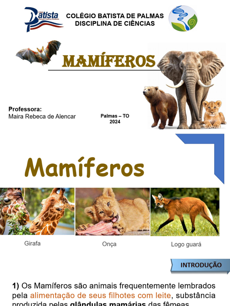 Mamíferos | PDF | Mamíferos | Marsupiais