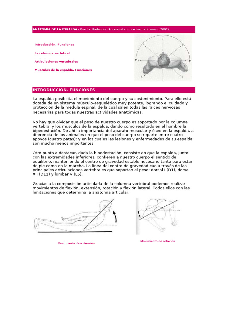 Anatomía de La Espalda | PDF | La columna vertebral | Vértebra