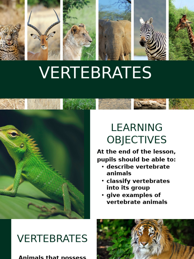 Vertebrates | PDF