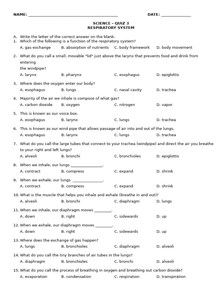 Respiratory System Quiz Questions | PDF | Respiratory Tract | Lung