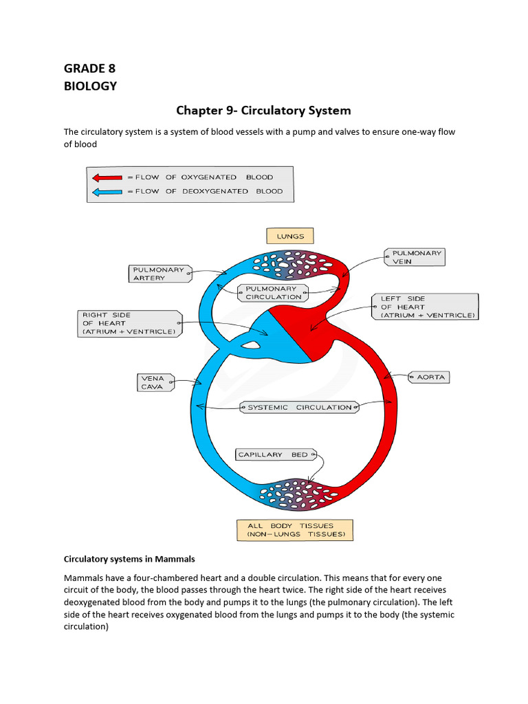 Biology ch.9 Notes | PDF | Heart | Heart Valve