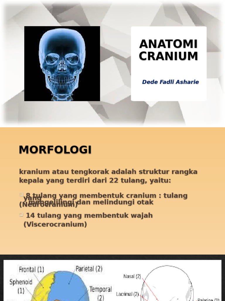 Anatomi Cranium (KP 17,18) | PDF